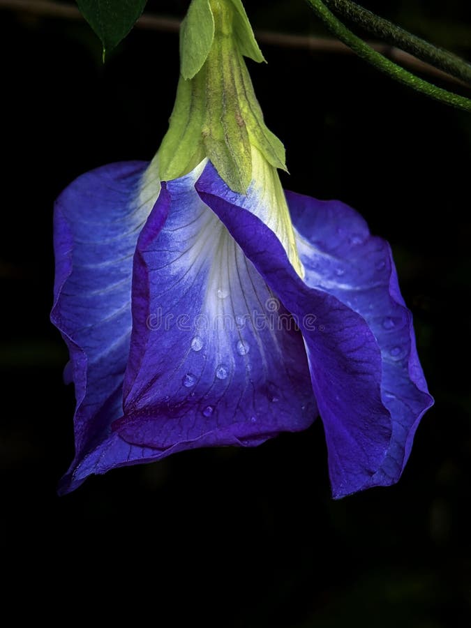 Selective Focus of an Asian Pigeonwings Flower in the Garden Stock ...