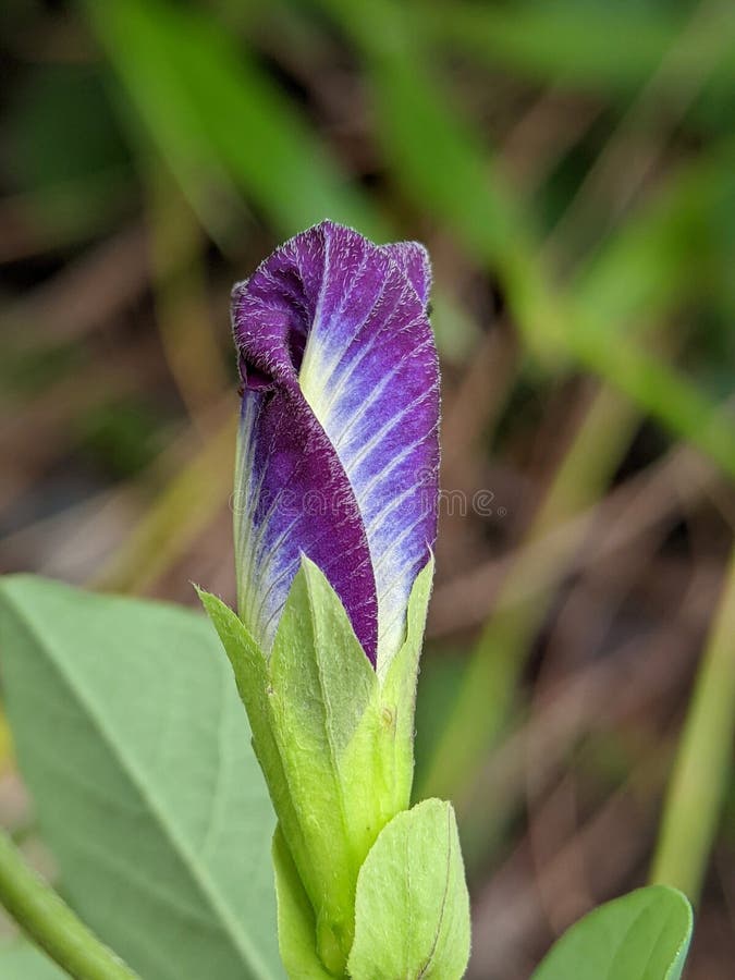 Selective Focus of an Asian Pigeonwings Flower in the Garden Stock ...
