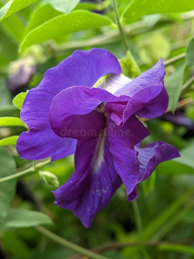 Selective Focus of an Asian Pigeonwings Flower in the Garden Stock ...