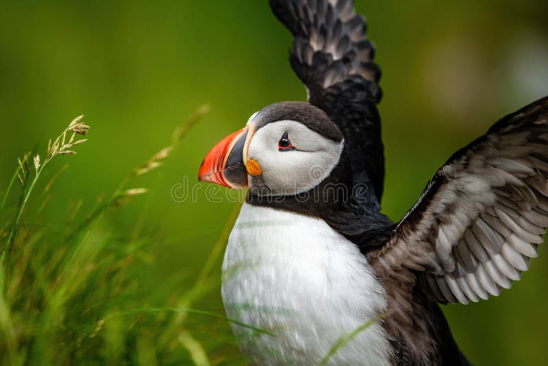 Selective Focus of an Atlantic Puffin with Wings Out on Green ...