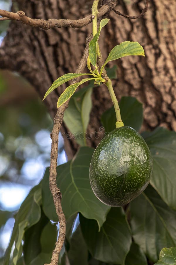 Bunch of Fresh Avocado Ripening on an Avocado Tree Branch in Garden ...