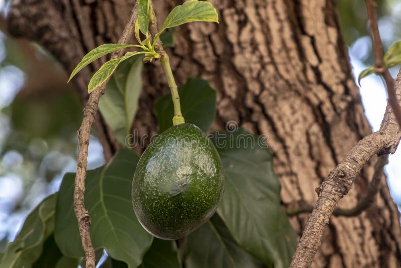 Selective Focus of Avocado Fruit with Rough Trunk Tree in Brazil Stock ...