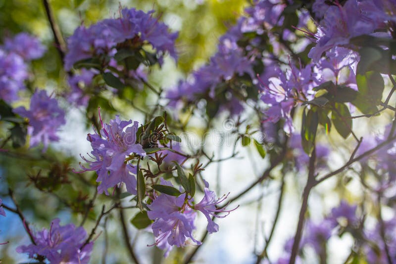 Azalea Branch with Beautiful Pink Blossoms on Blurred Background Stock ...