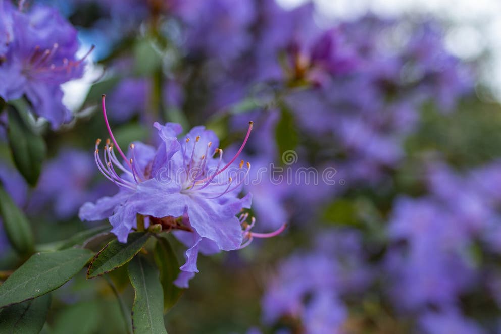 Azalea, Branch with Violet Flowers Stock Photo - Image of violet ...