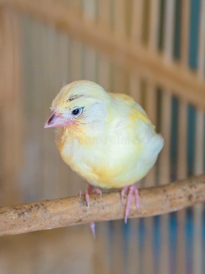 Selective Focus. Baby Canary. Breeding Canaries at Home Stock Image ...