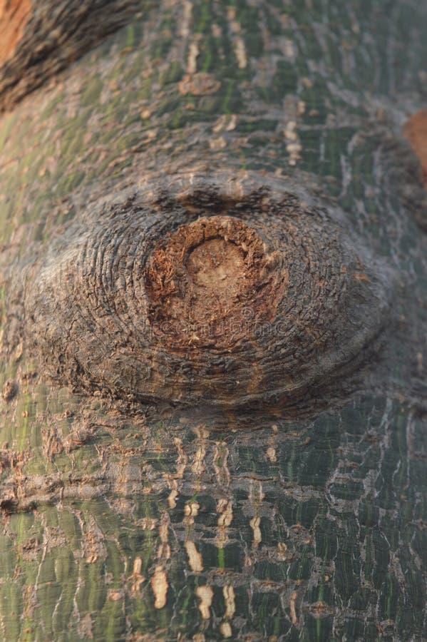 Selective Focus, Background View of Cut Tree Trunk on Trunk of ...