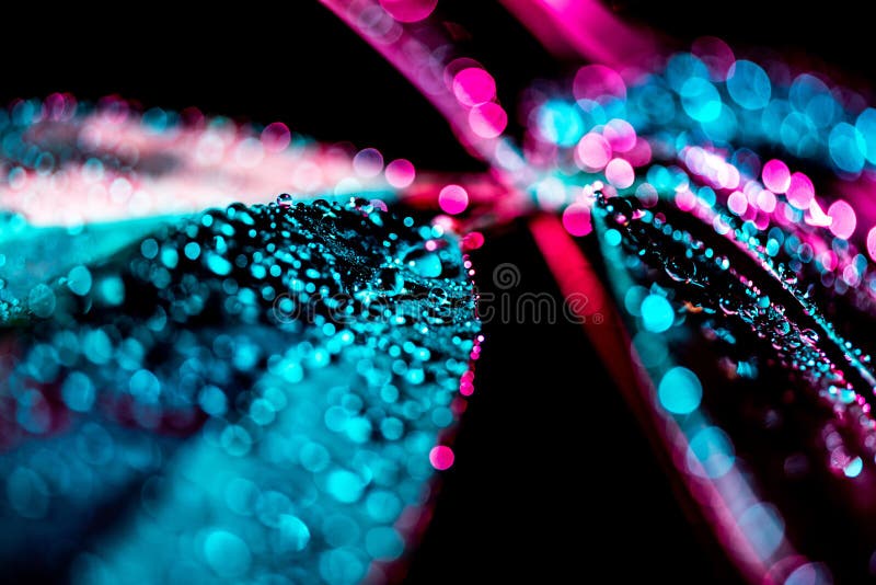 Selective Focus of Background with Wet Schefflera Leaf, Pink Stock ...