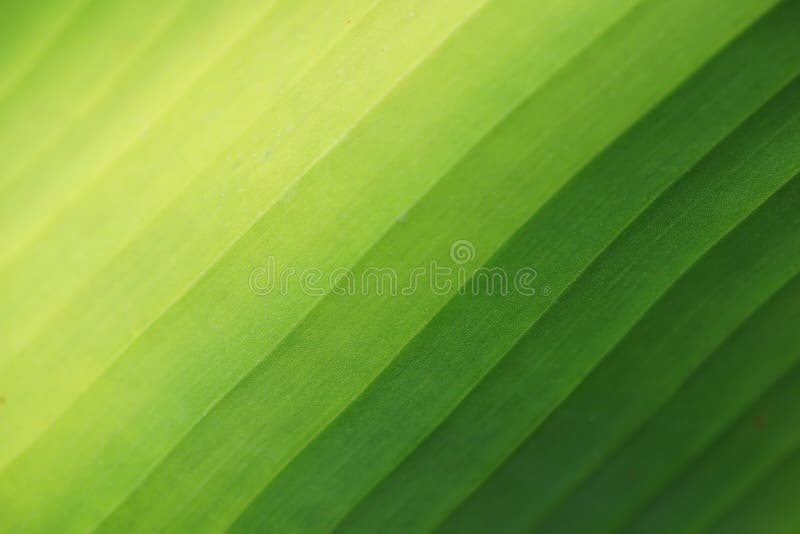 Selective Focus at Banana Green Leaf Lines Beautiful Texture Stock ...