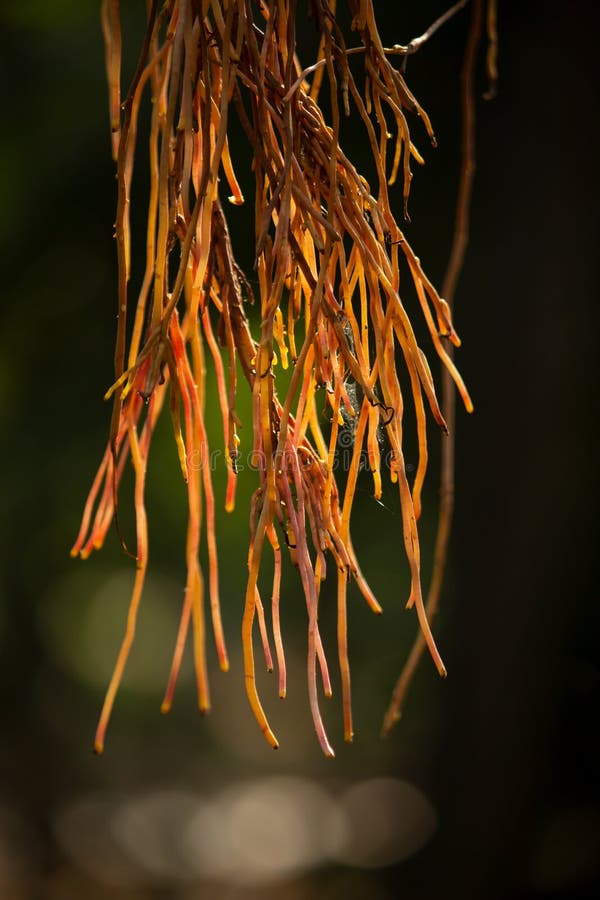 Selective Focus of Banyan Tree Hanging Root Stock Image - Image of ...