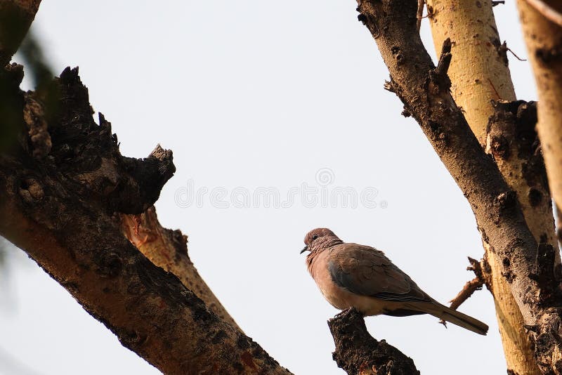 Barbary Dove on Nest with Baby Stock Photo - Image of barbary ...