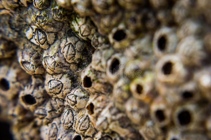 Selective Focus of Barnacles - Great for Backgrounds Stock Image ...