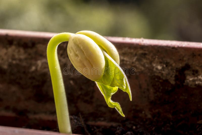 Selective Focus of Bean Sprout Grows in a Pot, Stock Photo - Image of ...