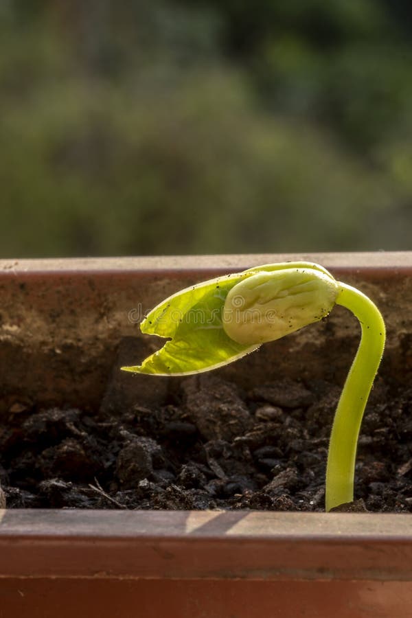 Selective Focus of Bean Sprout Grows in a Pot, Planted on a Farm Stock ...