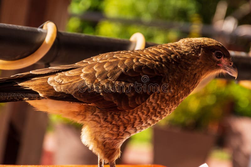 Selective Focus of a Beautiful Brown Chimango Caracara Bird Stock Image ...