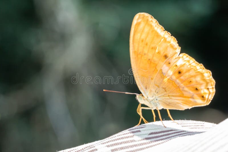 Beautiful Himalayan Small Leopard Butterflies on the Rock. Stock Photo ...