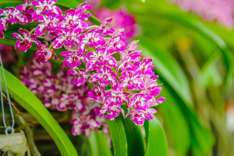 Selective Focus. Beautiful Orchids Flower in Orchids Garden Stock Image ...