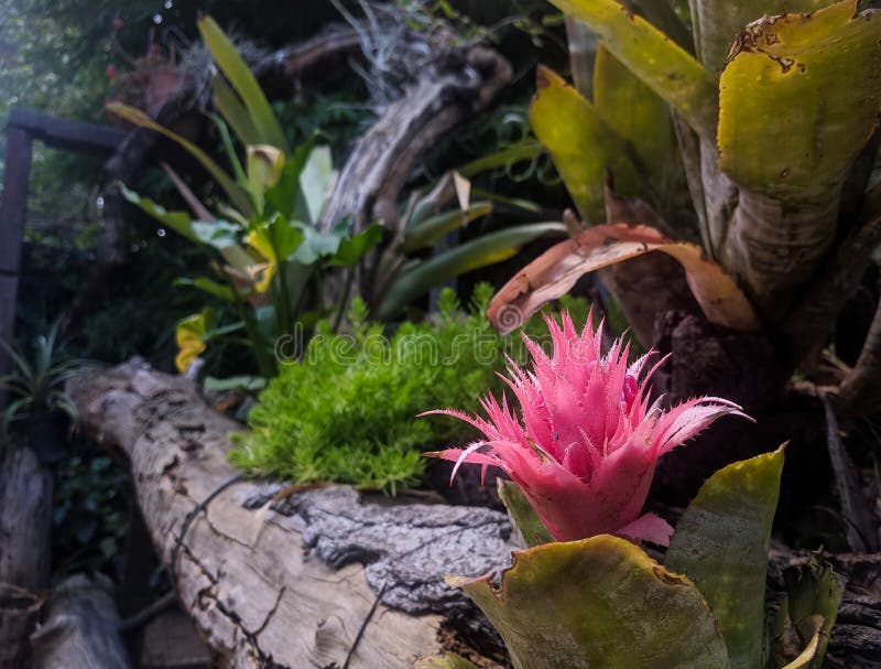 Selective Focus of the Beautiful Pink Aechmea Flower with Sharp Thorns ...