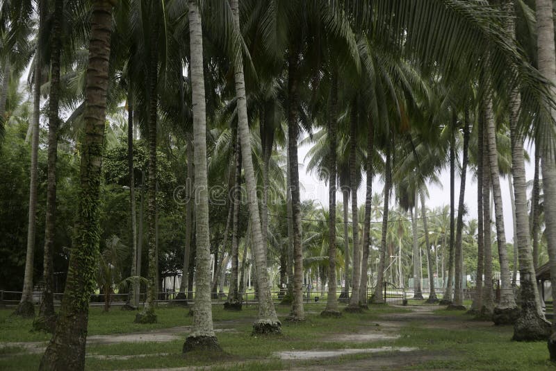Selective Focus of a Beautiful View of a Coconut Farm Stock Photo ...