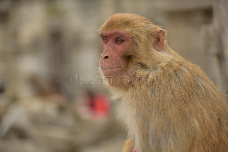 Toy Beige Monkey Isolated on White Background. Front View. Stock Photo ...