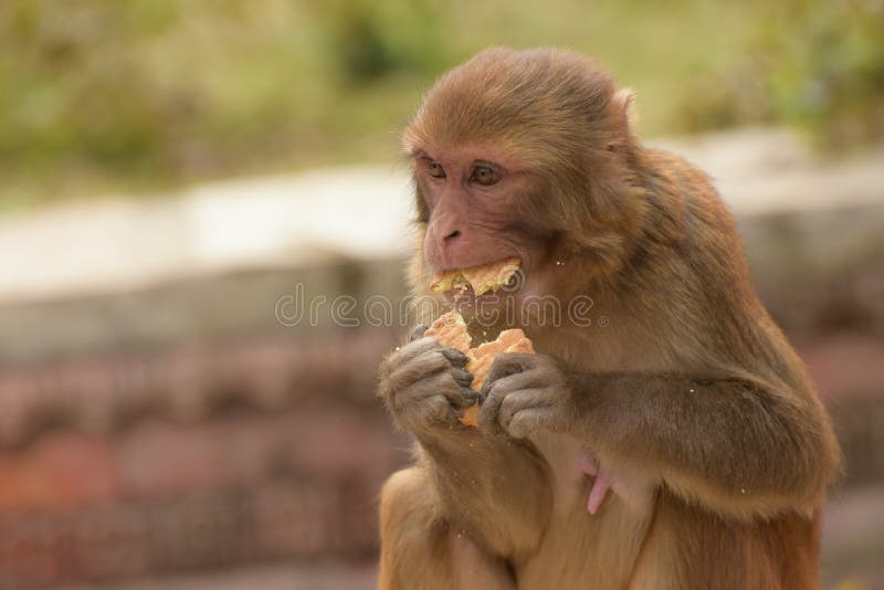 Toy Beige Monkey Isolated on White Background. Front View. Stock Photo ...