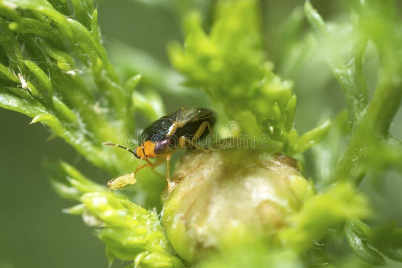 Big-Eyed Bug Stabbing a Small Insect, Geocoris Erythrocephalus Stock ...
