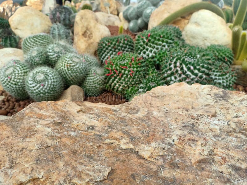 Selective Focus of Big Rock with Mammillaria Cactus As a Background ...