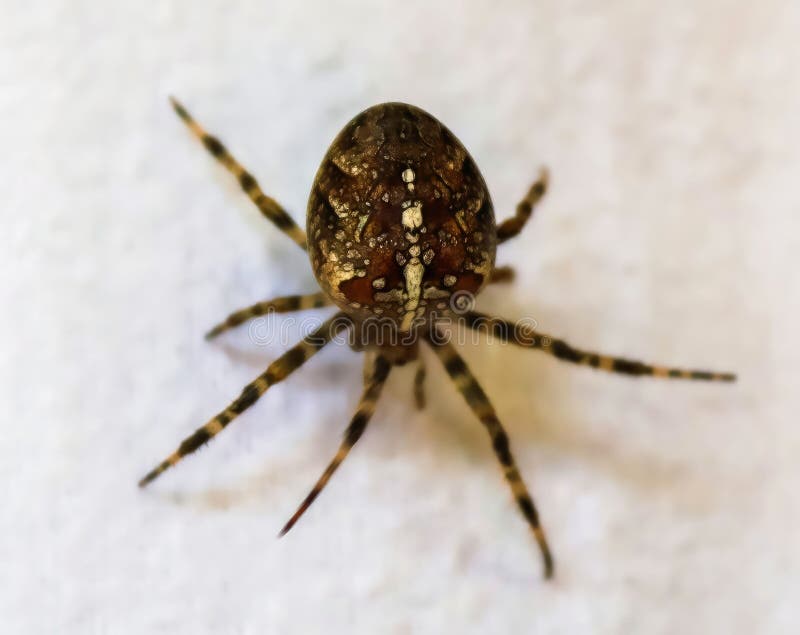 Selective Focus of a Big Spider Walking on Clothes Stock Photo - Image ...