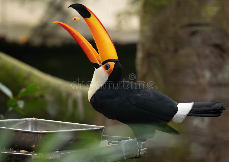 Selective Focus of the Big Toucan Eating Food in the Zoo Stock Image ...
