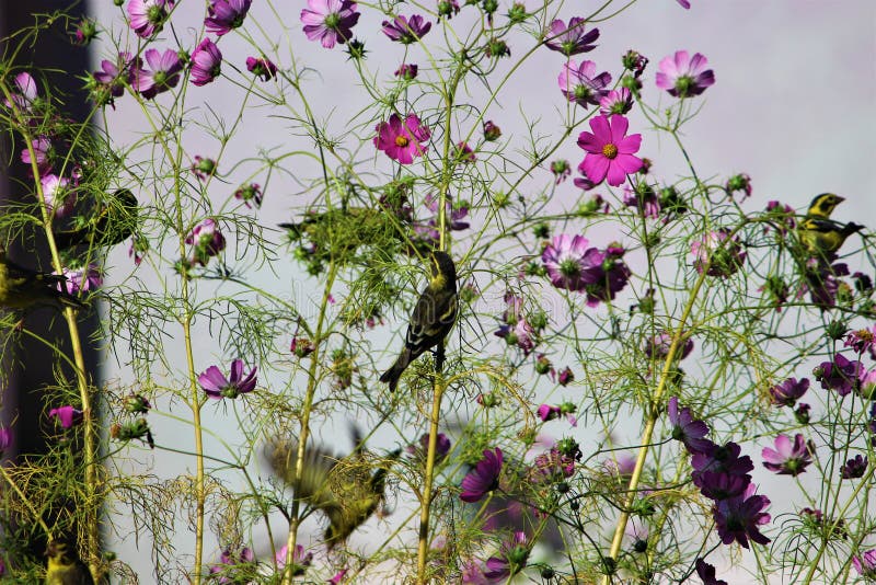 Selective Focus Birds Looks Fantastic Stock Photo - Image of wildlife ...