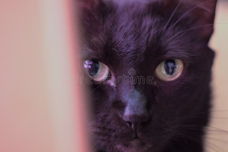 Selective Focus of a Black Cat`s Face Looking Straight into the Camera ...