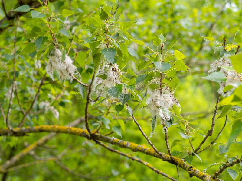Selective Focus of Black Poplar Tree Leafs and Fluff Populus Nigra with ...