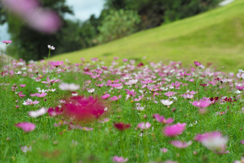 Selective Focus on the Blossom Daisy Flowers Grow among the Crowded of ...