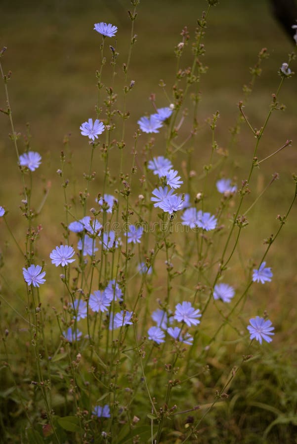 Selective Focus of the Blossomed Purple Chicory Flowers in the Field ...