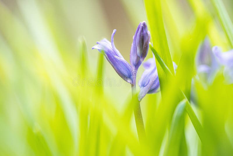 Selective Focus of Blue Bell Flower Buds in the Field with a Blurry ...