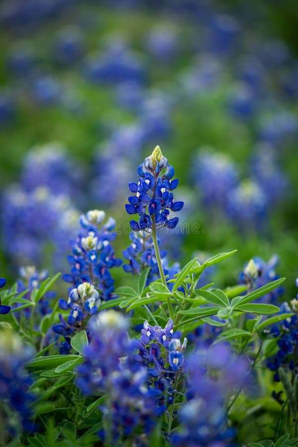 Beautiful Bluebonnets in a Meadow with Blurred Background Stock Photo ...