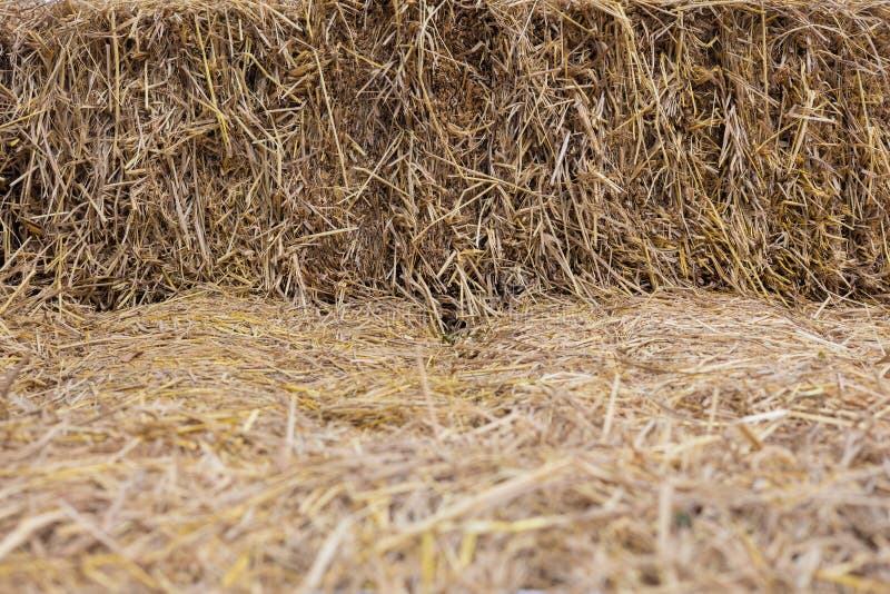 Selective Focus and Blurred Foreground of Beautiful Yellow Hay or Straw ...