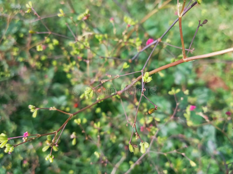Selective Focus of Boerhavia Diffusa or Punarnava Plant with Lush Green ...
