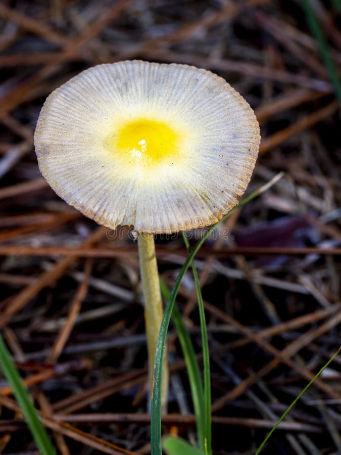 Selective Focus of Bolbitius Titubans or Bolbitius Vitellinus Mushroom ...