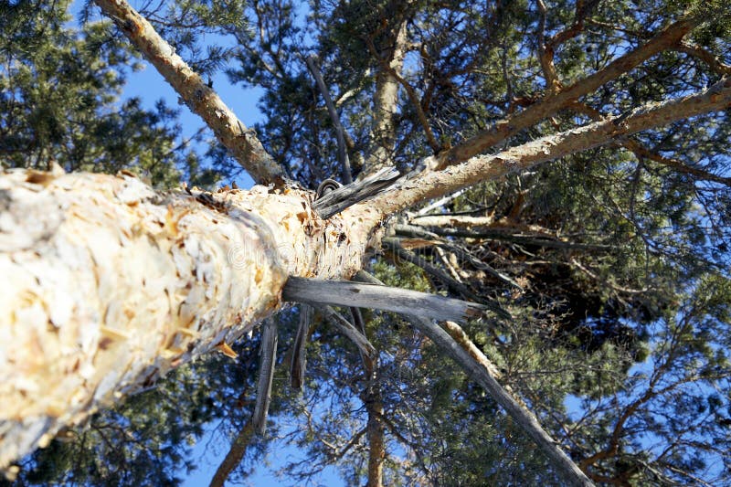 Selective Focus of Bottom View of a Pine Tree in the Winter Forest ...