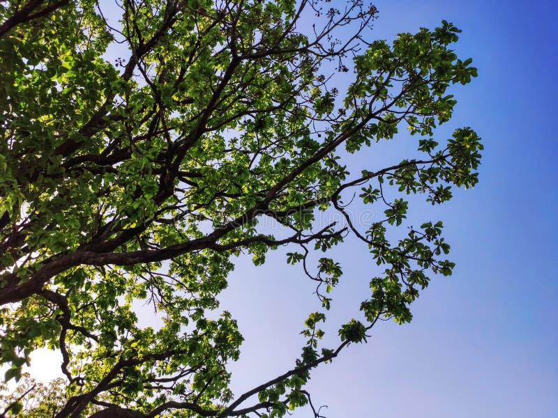 Selective Focus on Branches and Green Leaves of a Tree Background Stock ...