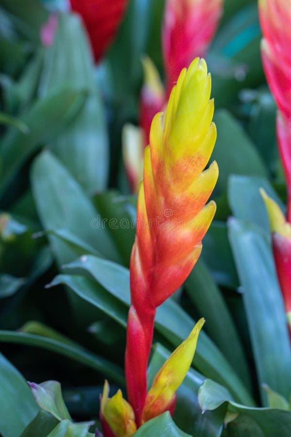 Selective Focus Bromeliad Vriesea Tropical Plant. Close Up of Red ...