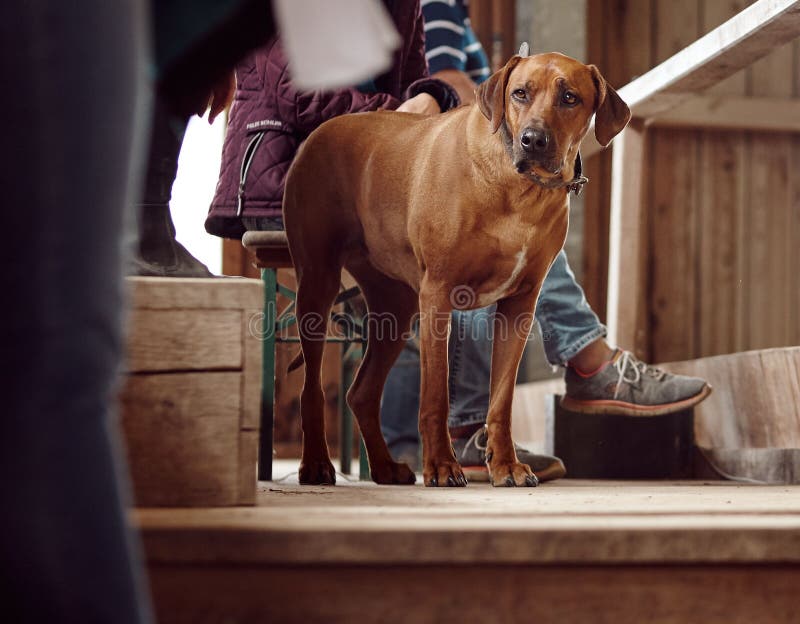 Selective Focus of a Brown Rhodesian Ridgeback with a Collar,standing ...