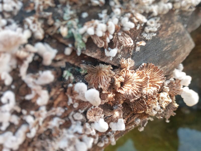 Cariosus Stock Photos - Free & Royalty-Free Stock Photos from Dreamstime