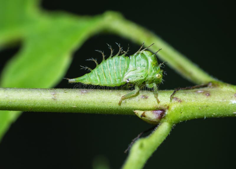 Buffalo Treehopper Nymph on a Flower Stem, Stictocephala Bisonia Stock ...