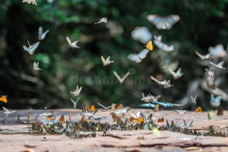 Selective Focus Butterflies on the Ground and Flying in Nature ...