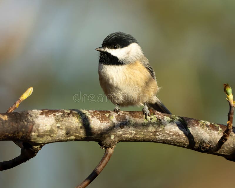 Selective Focus of Caroline Chickadee (Poecile Carolinensis) Roosted on ...