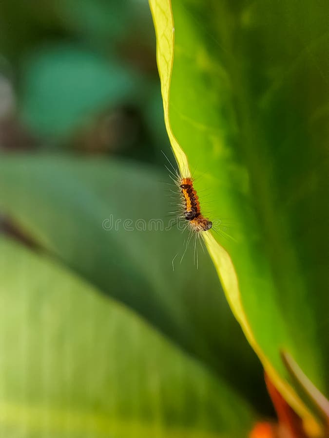 Selective Focus of Caterpilar on the Leaf. Macro Photography of Animal ...
