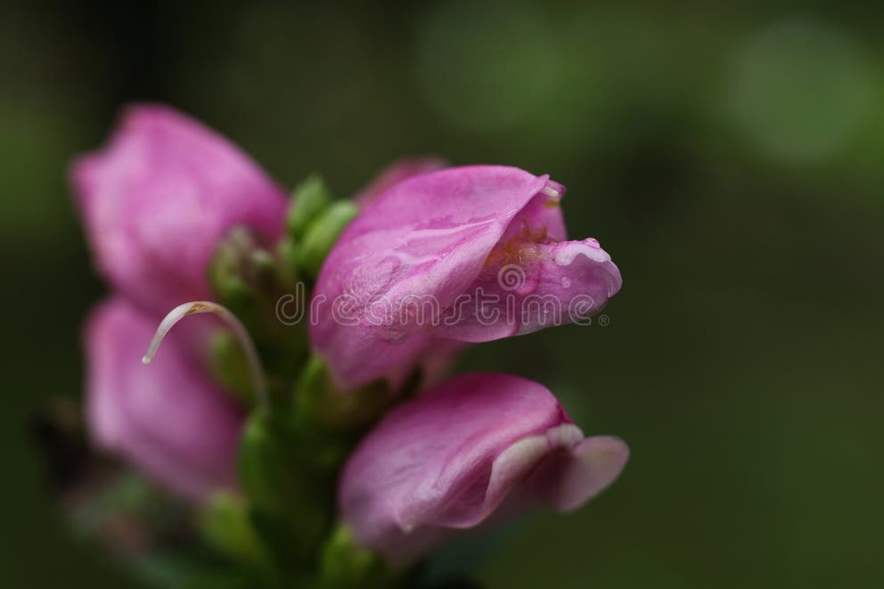 Chelone Obliqua, the Red Turtlehead, Rose Turtlehead or Pink Turtlehead ...