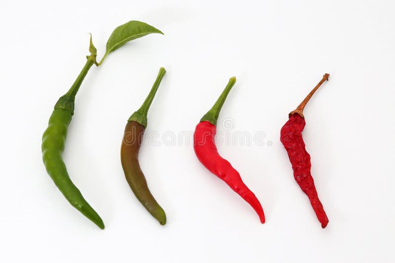 Color Variations of Chili or Capsicum Spp with a White Background Stock ...