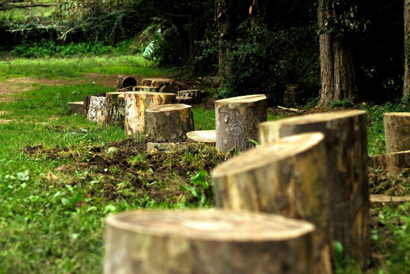 Selective Focus of Chopped Tree Stumps in a Green Forest Stock Image ...